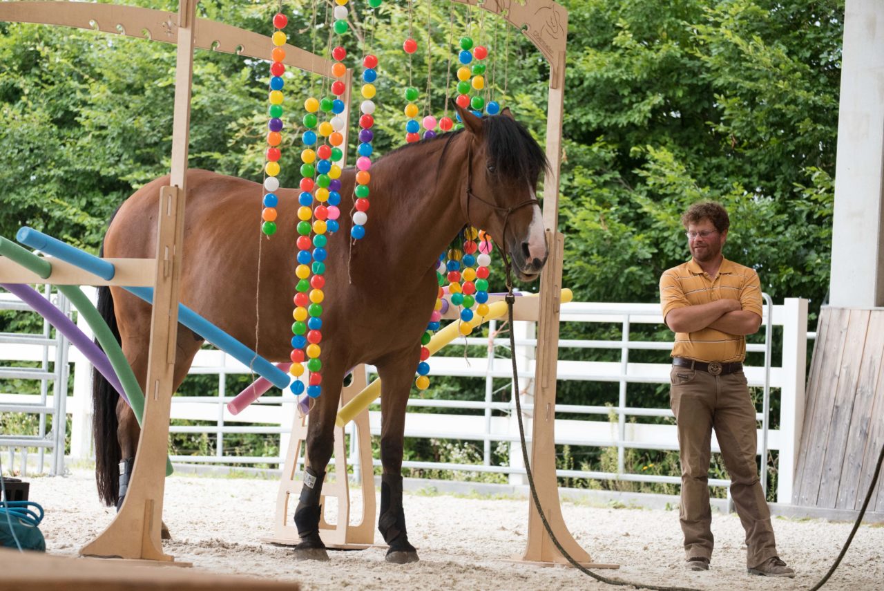 Therapiepferde / Therapietiere - Tierisch gut helfen e.V. (TGH)